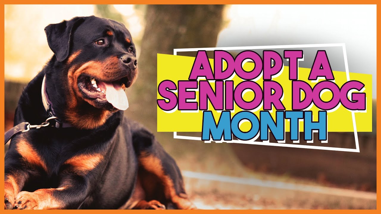 Adopt a Senior Dog (November is Adopt a Senior Dog Month) - YouTube