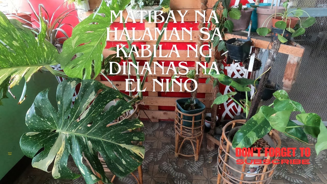 PART 2 || MATIBAY NA HALAMAN SA KABILA NG DINANAS NA EL NIÑO @passion ...