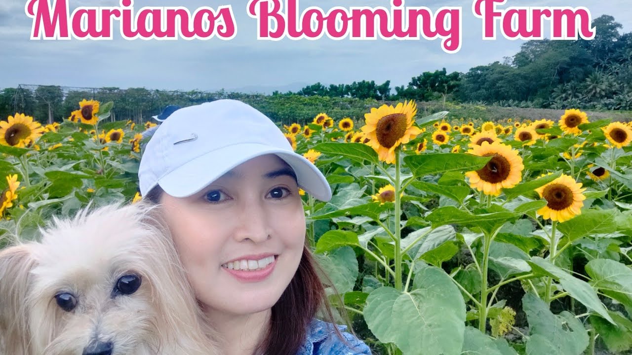 BLOOMING FARM TOUR ANO ANG MERON SA LOOB || BY CATHY RHY - YouTube