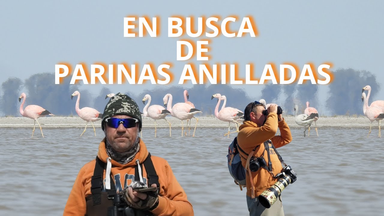 Video 4 - En busca de parinas grandes anilladas - Melincué, Santa Fe ...