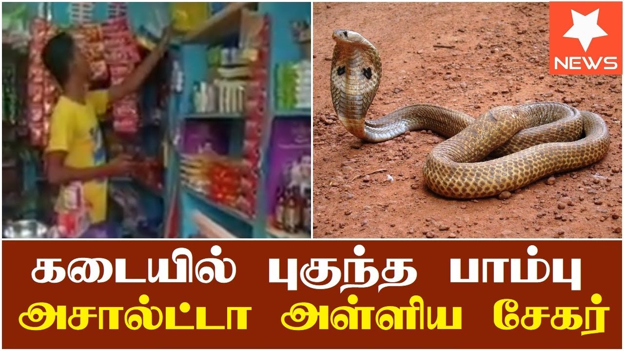 பாம்பு பிடிக்கும் லைவ் வீடியோ | Snake trap tamil | Snake video | pambu ...