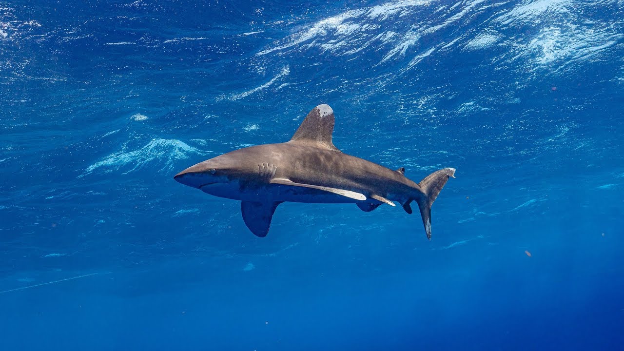 Longimanus - Requin longimane - Oceanic whitetip shark - Elphinstone ...