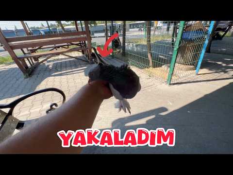 KAÇAK GÜVERCİN YAKALADIM ( KEPEZLİ SABUNİ )