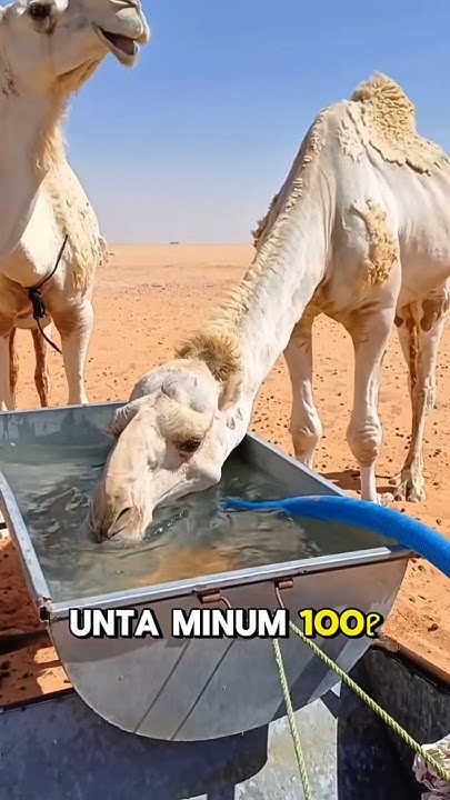 Unta Bisa Minum 100 Liter Air Sekali Teguk #alam #hewan #unta - YouTube