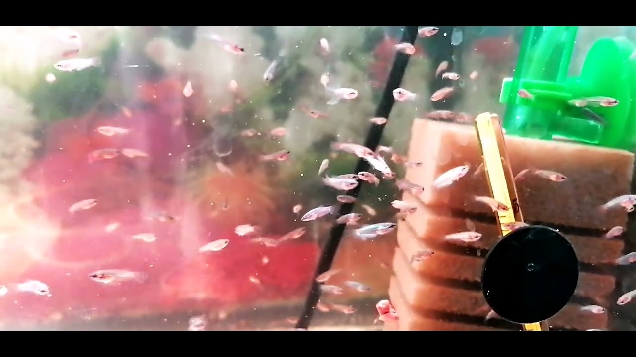 Betta Fish Fry - YouTube