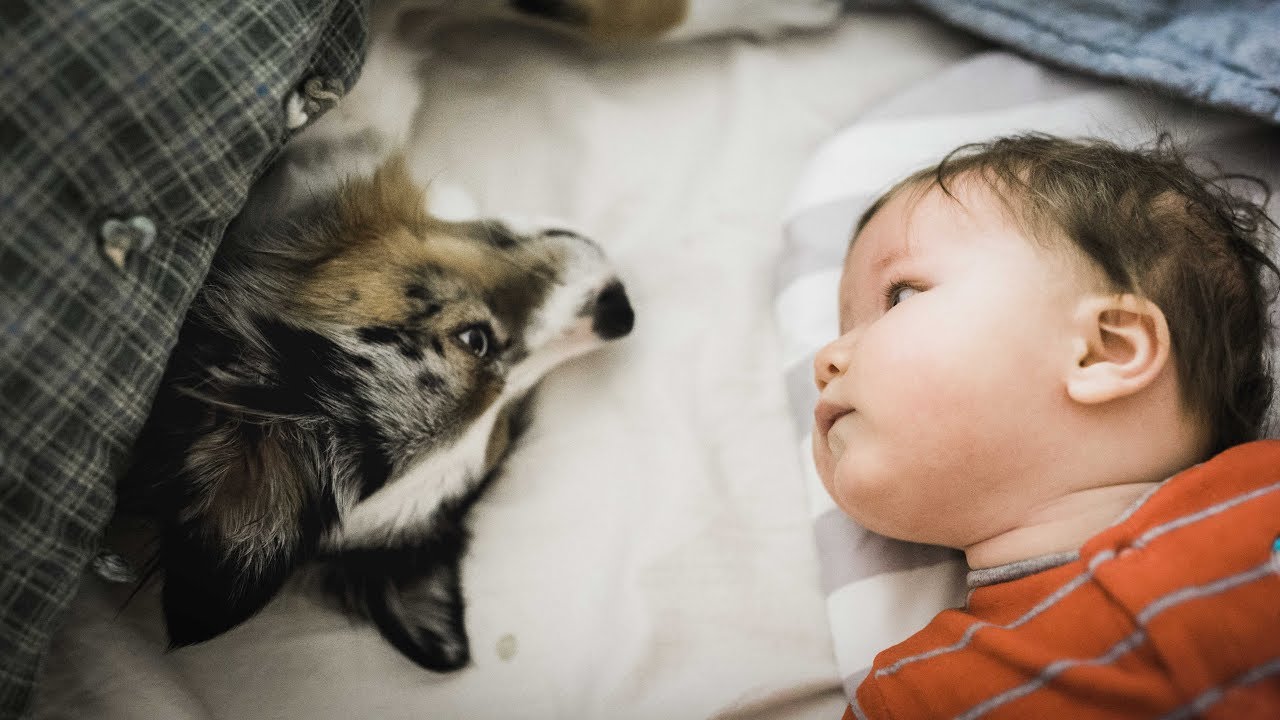 DOG VS. BABY - SOCCER FACE OFF - YouTube