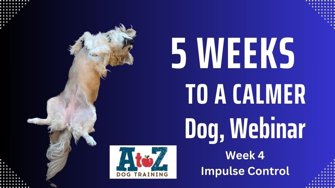 wk 4 webinar. Tips to work on impulse control to help calm your dog ...