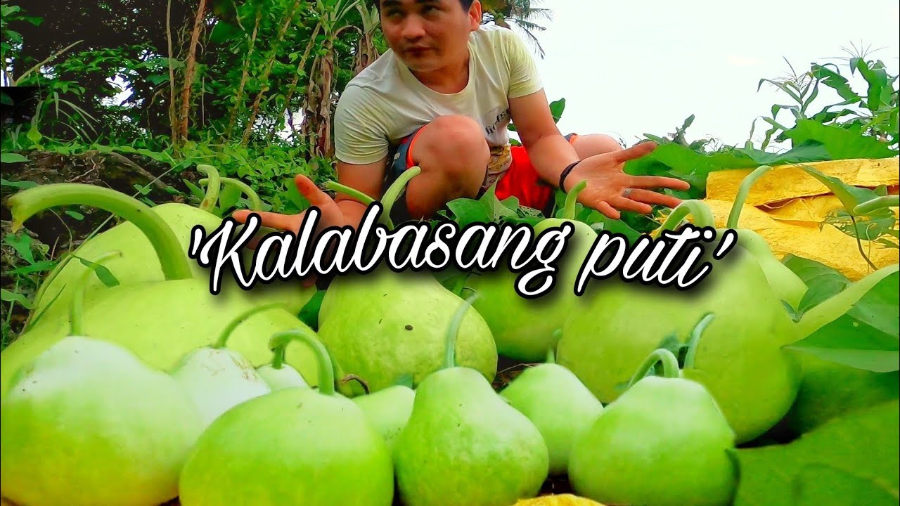 HARVESTING: KALABASANG PUTI part2 - YouTube