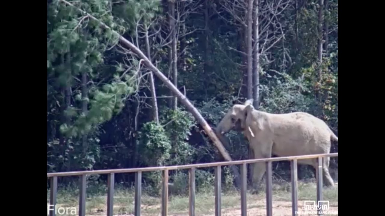 The Elephant Sanctuary | Flora Downs and Debarks a Tree - YouTube