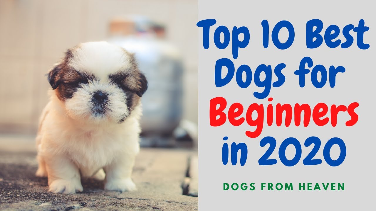 Top 10 Best Dogs for Beginners in 2020 | Dogs from Heaven - YouTube