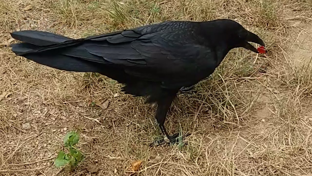 Crow and "ruby". A crow hides a treasure. Must Watch! It is incredibly ...