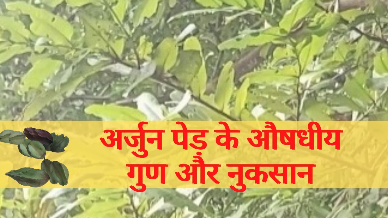 अर्जुन का पेड़ और छाल के फायदे और नुकसान || 8 Health Benefits of Arjuna ...
