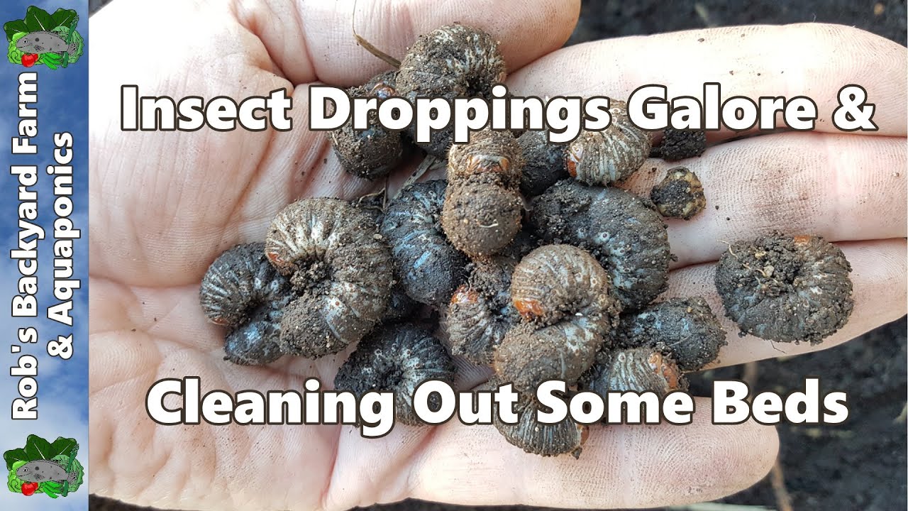 Insect Droppings Galore & Cleaning Out Some Beds - YouTube