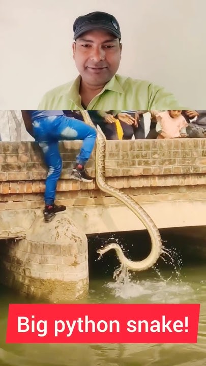 Big python snake! #shorts #youtubeshorts #youtubevirel #worldlighttv ...