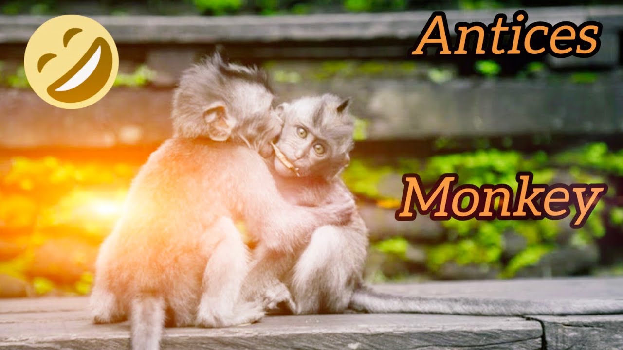 Antics Monkeys | funny monkeys | Angry monkey | laughing monkeys | comedy video |#viral - YouTube