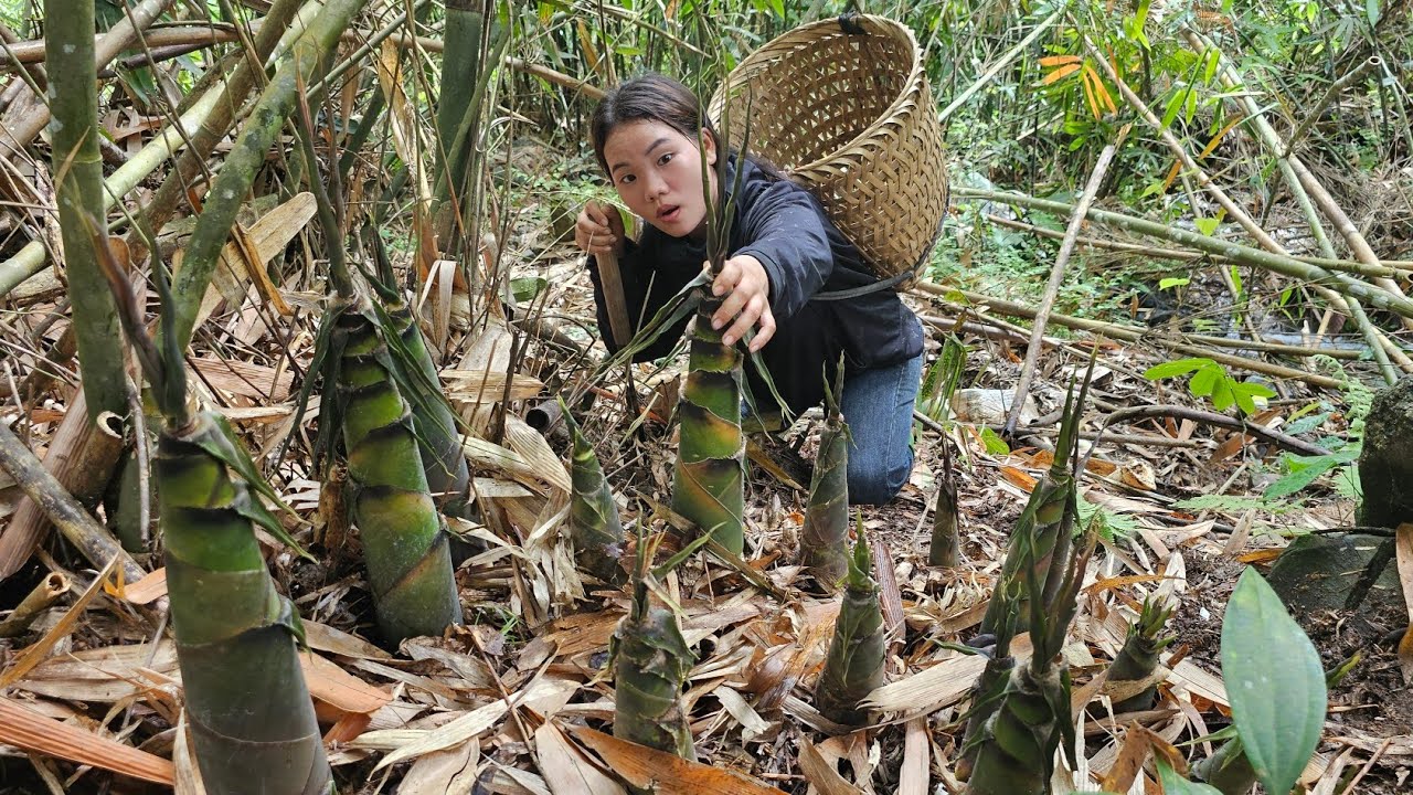 FULL VIDEO: 20 days, single girl, picking bamboo shoots,catching snails ...