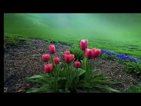 Xalilov Merdan !!! Dünya şeiri