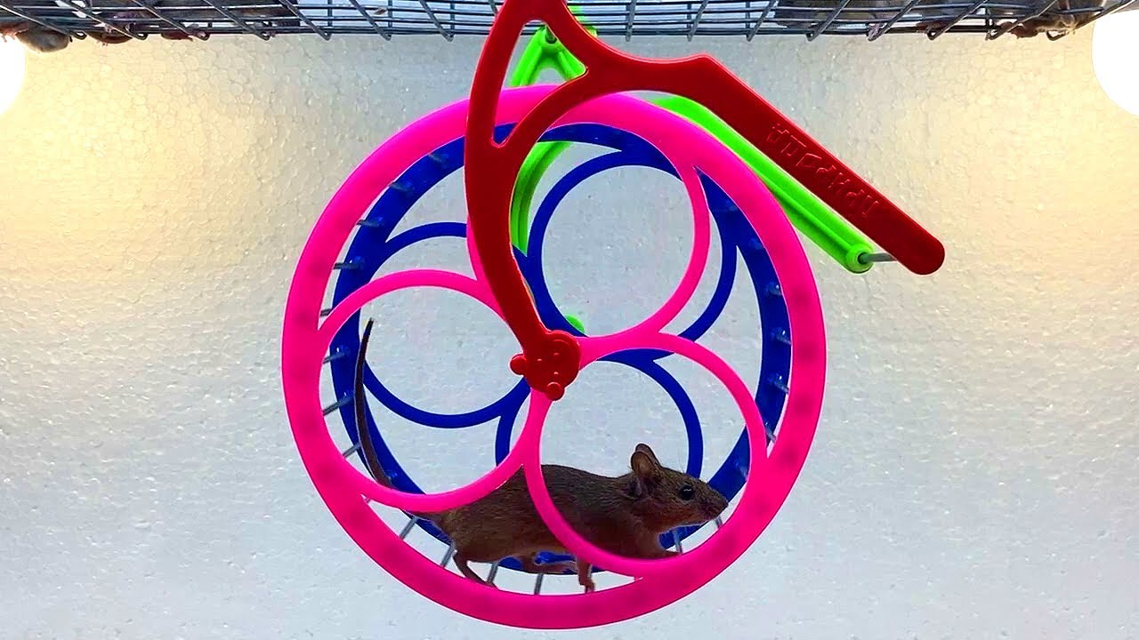 Day 140 – Mice Have A New Running Wheel (Ver. 2 Part 5) | Watching ...