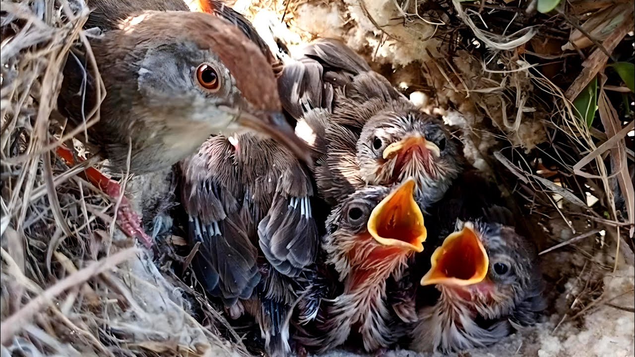 Young tailor bird babies screaming for food with their full immune ...