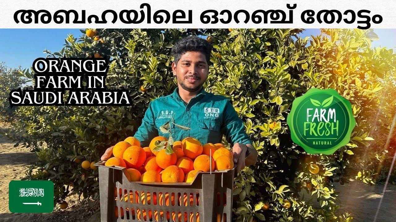 ഓറഞ്ച് വാങ്ങാൻ ഫാമിൽ പോയി 🍊 | Orange Farm in Abha (Saudi Arabia ...