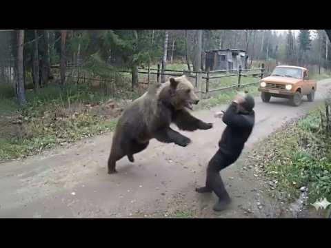 Terrifying Bear Encounters That Will Leave You Shaken | Real Survival Moments Caught on Camera