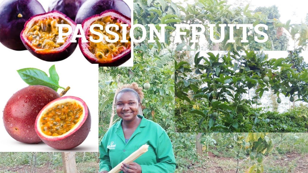 HOW TO GROW PASSION FRUITS//Passion fruit farming for beginner farmers ...