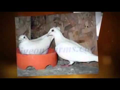 WHITE RACING PIGEONS AND WHITE DOVES - WHITE HOMERS - YouTube