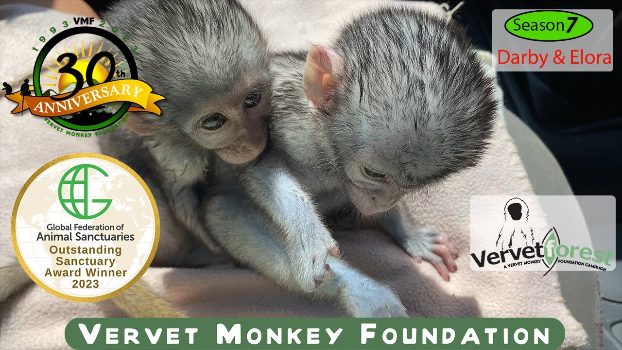 "Meet Darby & Elora, Two Brave Orphan Monkeys' Incredible Journeys to ...