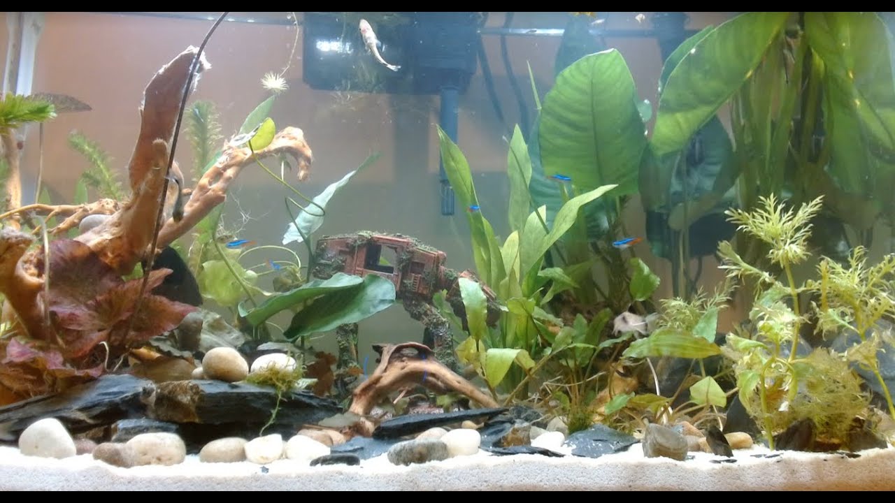 Fish Tank Ambience - YouTube