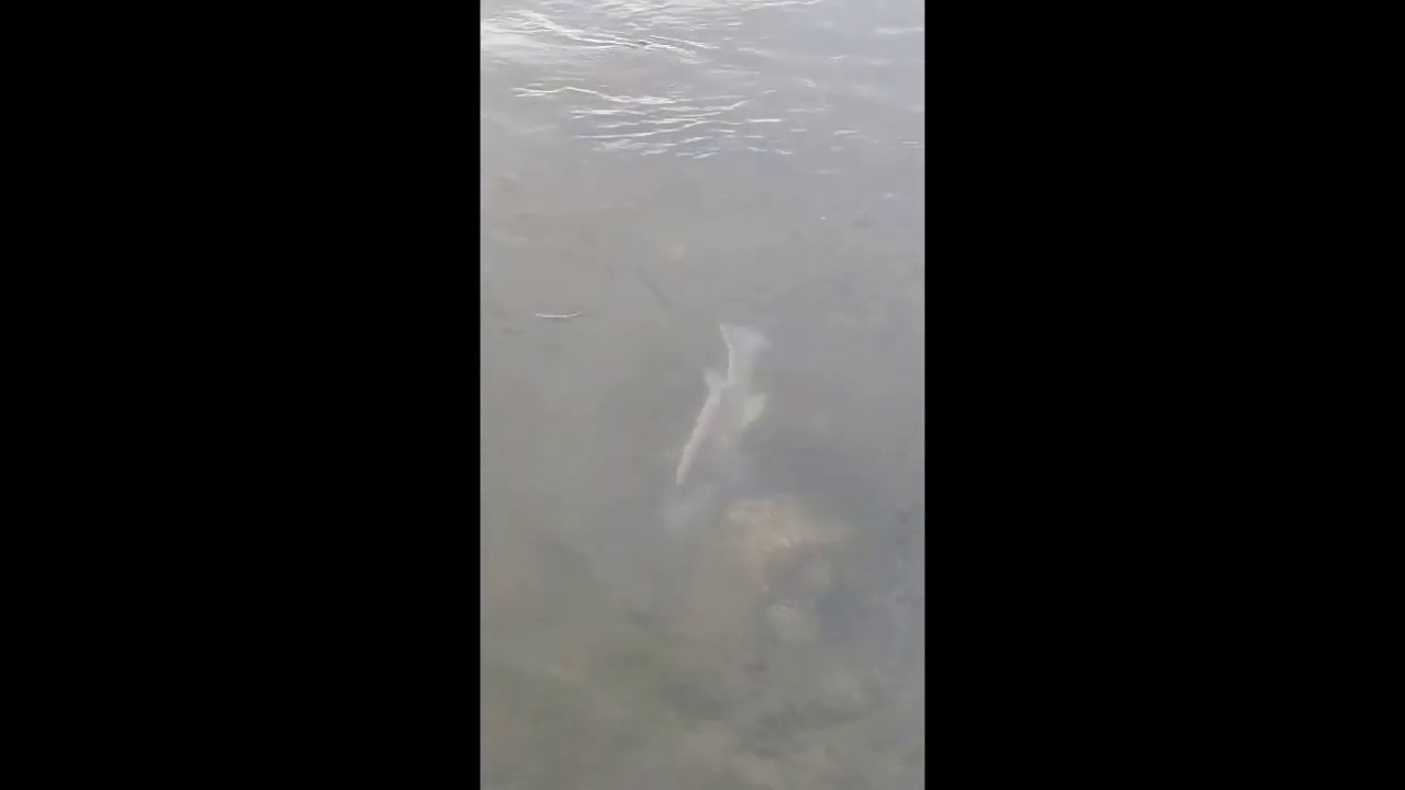 Tautog (Blackfish) Eating Mussels At My Feet! - YouTube