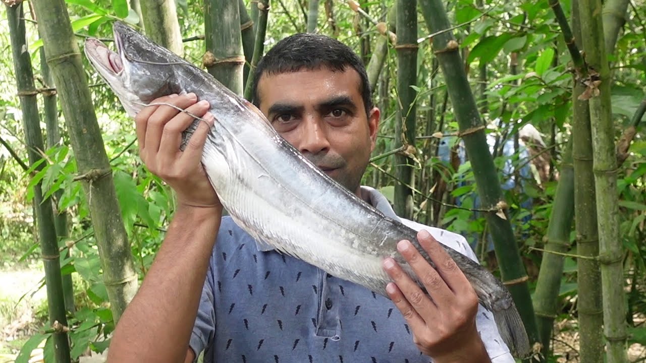 Delicious Wallago Fish Cooking in Village | চলনবিলের সুস্বাদু বোয়াল ...