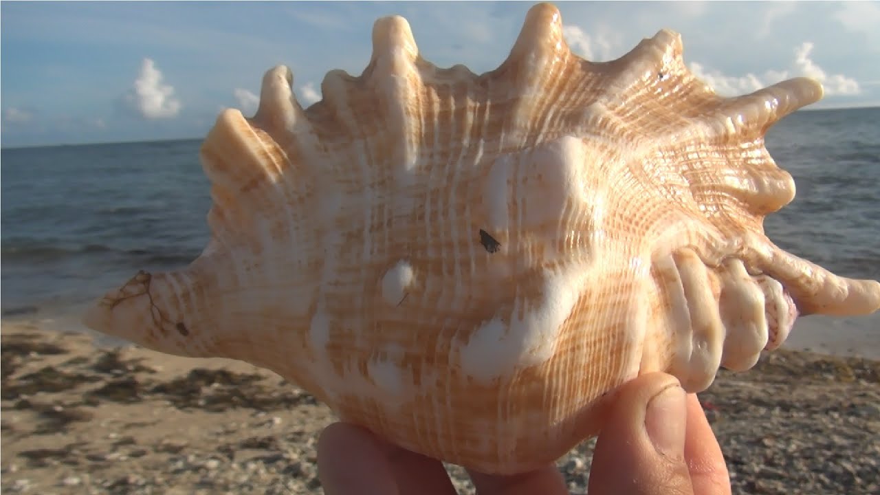 Walking on the beach, I found many shells washed ashore at high tide ...