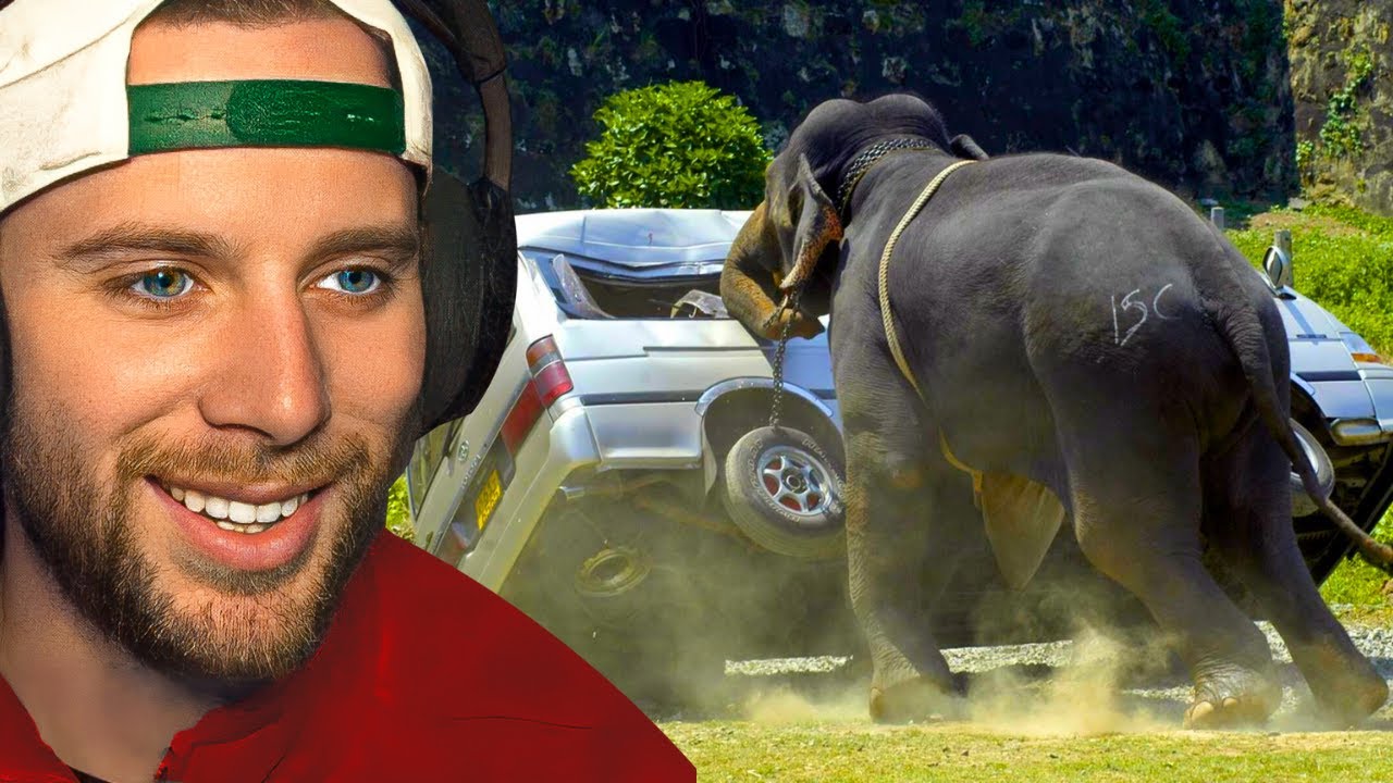 ANIMAL VS HUMAN CLOSE CALLS - YouTube