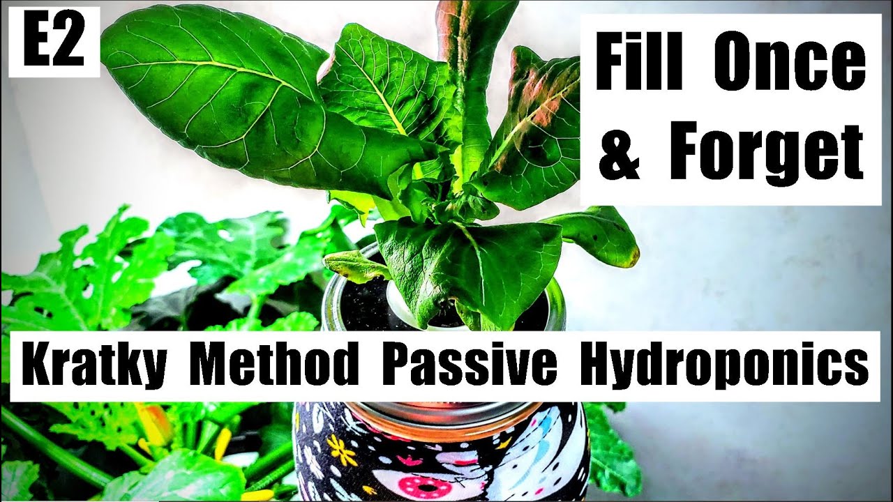 KRATKY METHOD HYDROPONICS E2 MASON JAR GROW - YouTube