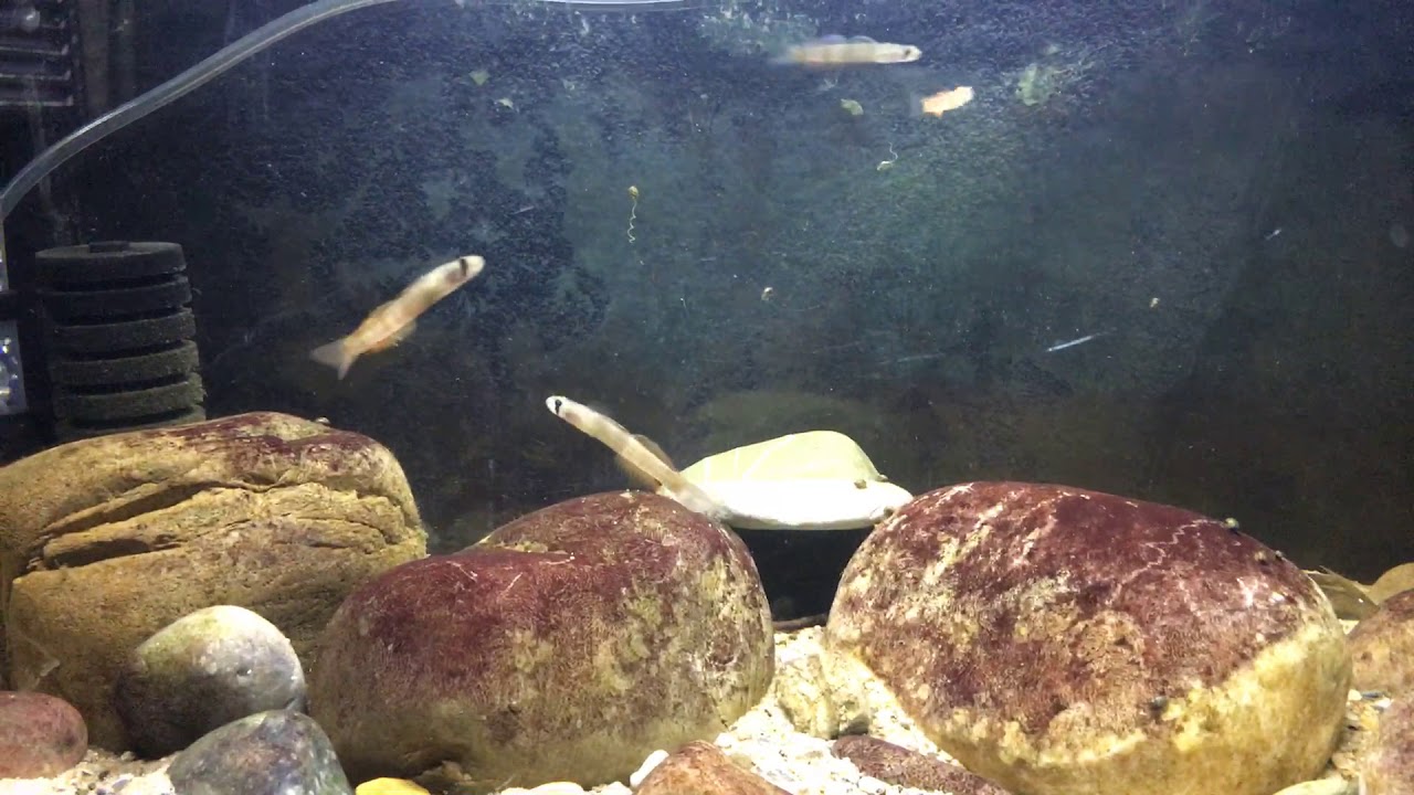 My Sicyopus zosterophorum hunting daphnia - YouTube