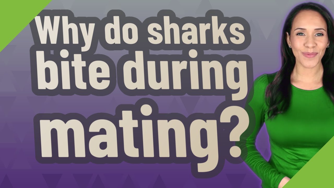 Why do sharks bite during mating? - YouTube