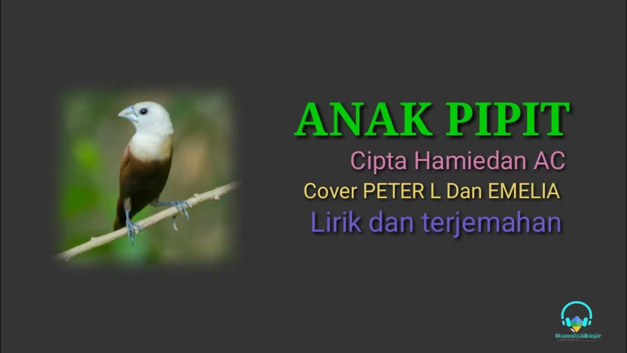 Anak Pipit - Cipta Hamiedan AC - [Vokal Peter L dan Emelia] Lyrics Video dan Terjemahan |Lagu ...