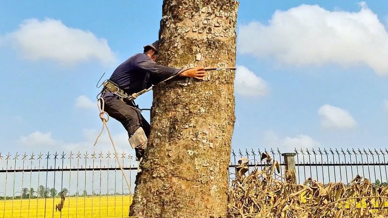 Cưa cây Dầu siêu khủng ở đất Thánh, Cần Thơ /Sawing a super big Dau ...