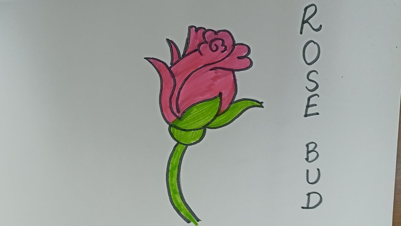 Rose Bud Easy Drawing - YouTube