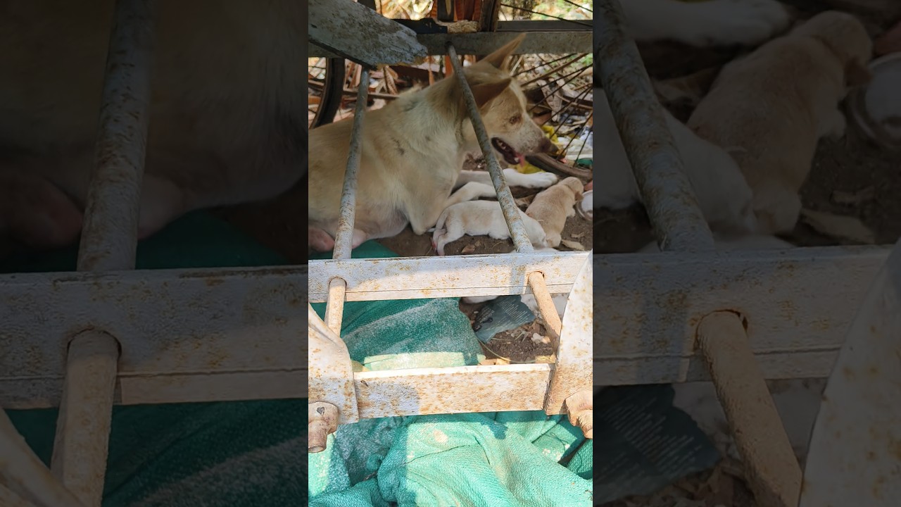 kukka pilla miss ayyndhi dorikindhi#pupy#pets#dogs#dog#street puppies ...