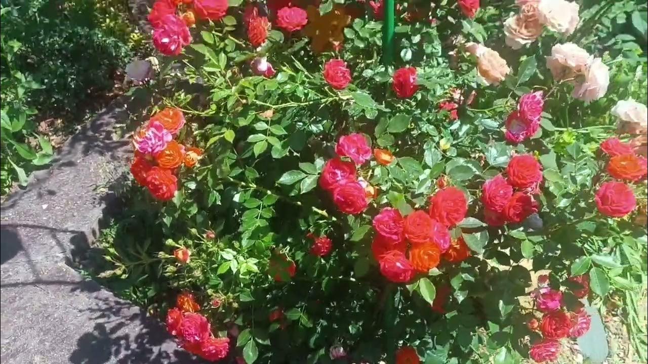 Роза Скарлет Роуз Кармен - YouTube