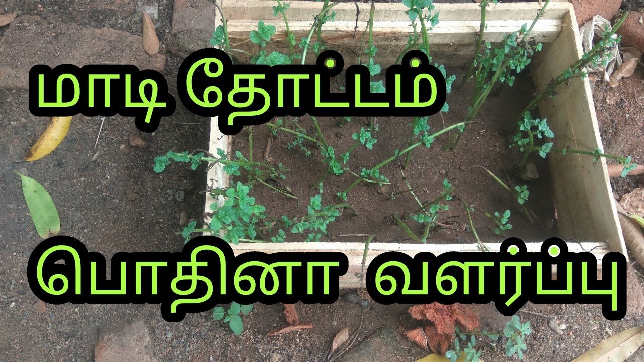 pothina மாடி தோட்டத்தில் பொதினா வளர்ப்பு - YouTube