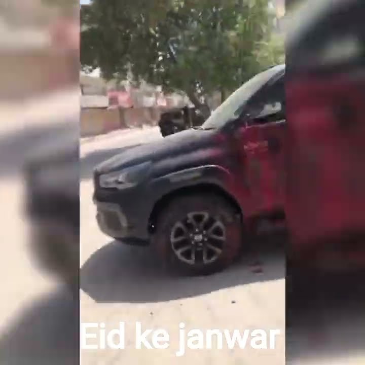 Eid ke janwar - YouTube