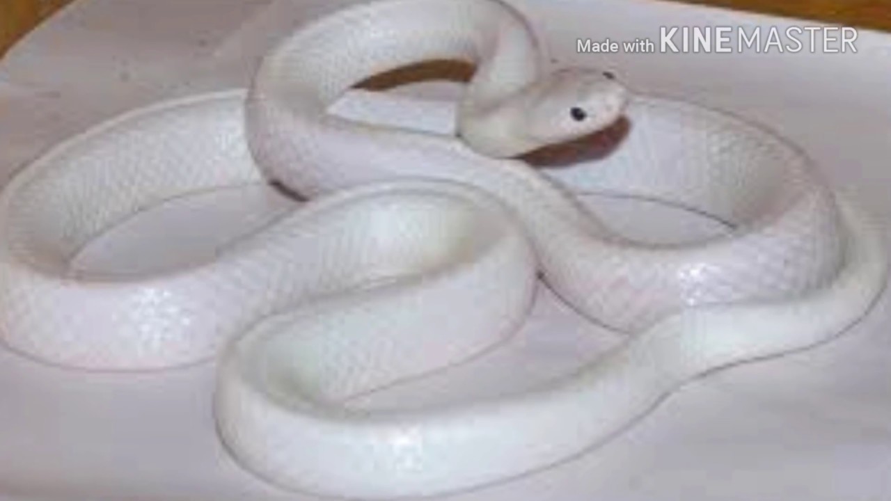 Swetha nagu snake secrets in telugu - YouTube