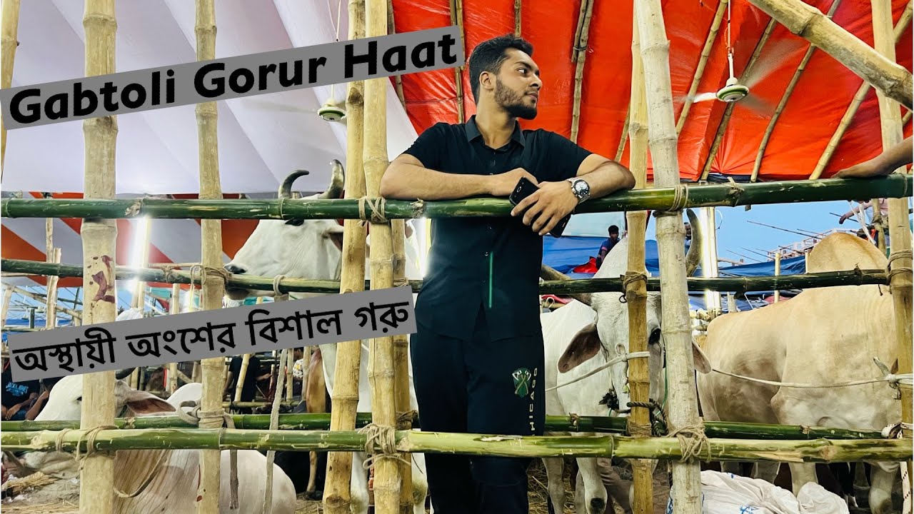 গাবতলির অস্থায়ী অংশের বড় বড় গরু | Iconic Cows of Gabtoli 2023 - YouTube