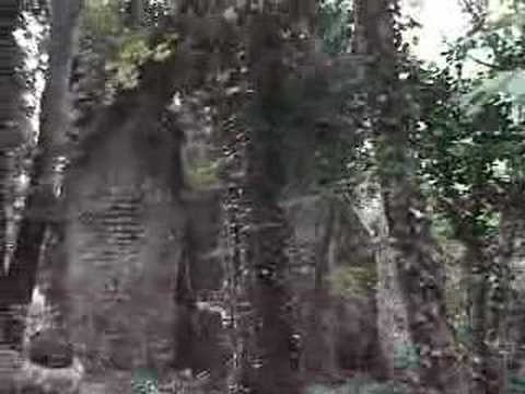 Oxney Bottom Woods - Daytime - YouTube