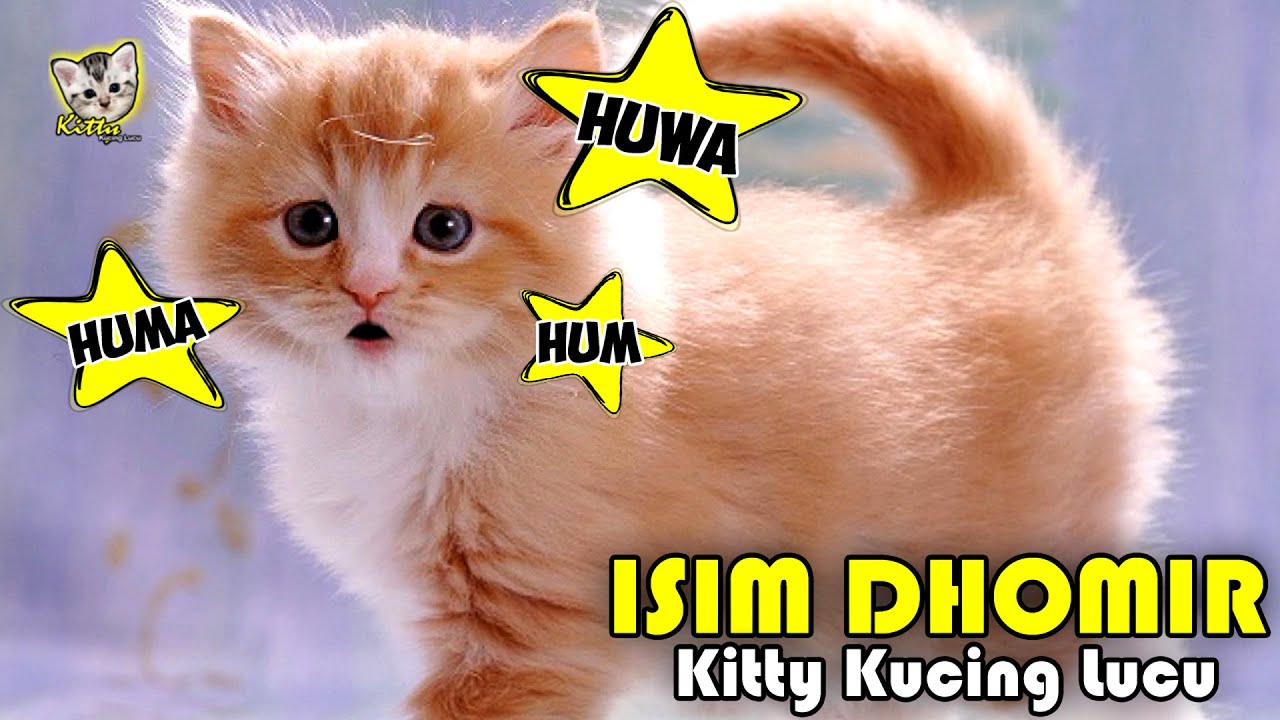 HUWA HUMA HUM ISIM DHOMIR || Kucing Shalawat - YouTube