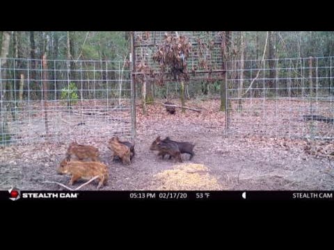 Baiting Hog Traps, Catching SNAKES, and Almost Catching BABY PIGS ...