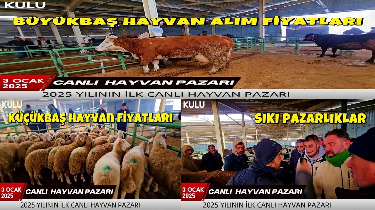 KULU CANLI HAYVAN PAZARI OCAK 2025 - YouTube