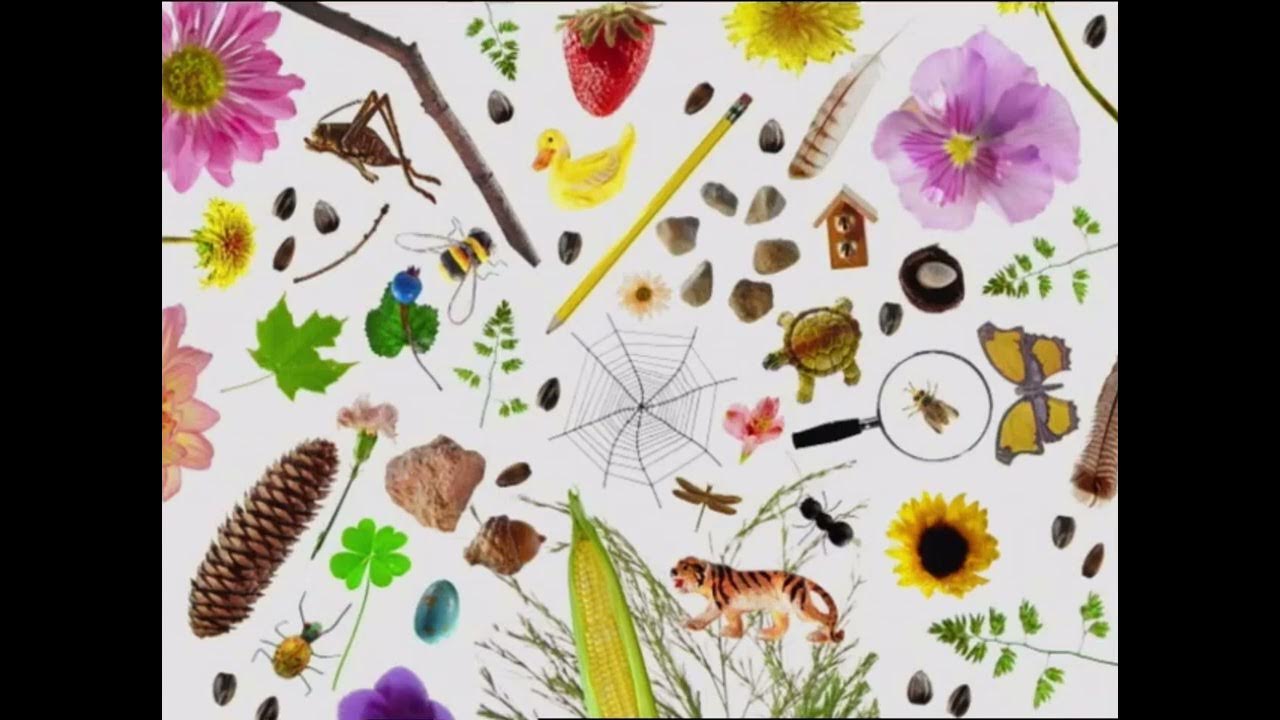 I spy rainforest part 1 again - YouTube